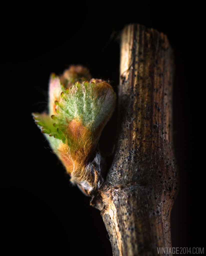 UP CLOSE: Bud Break - The Bud Emerges